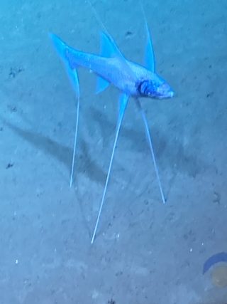 Art & Science with Octopus Odyssey - Schmidt Ocean Institute