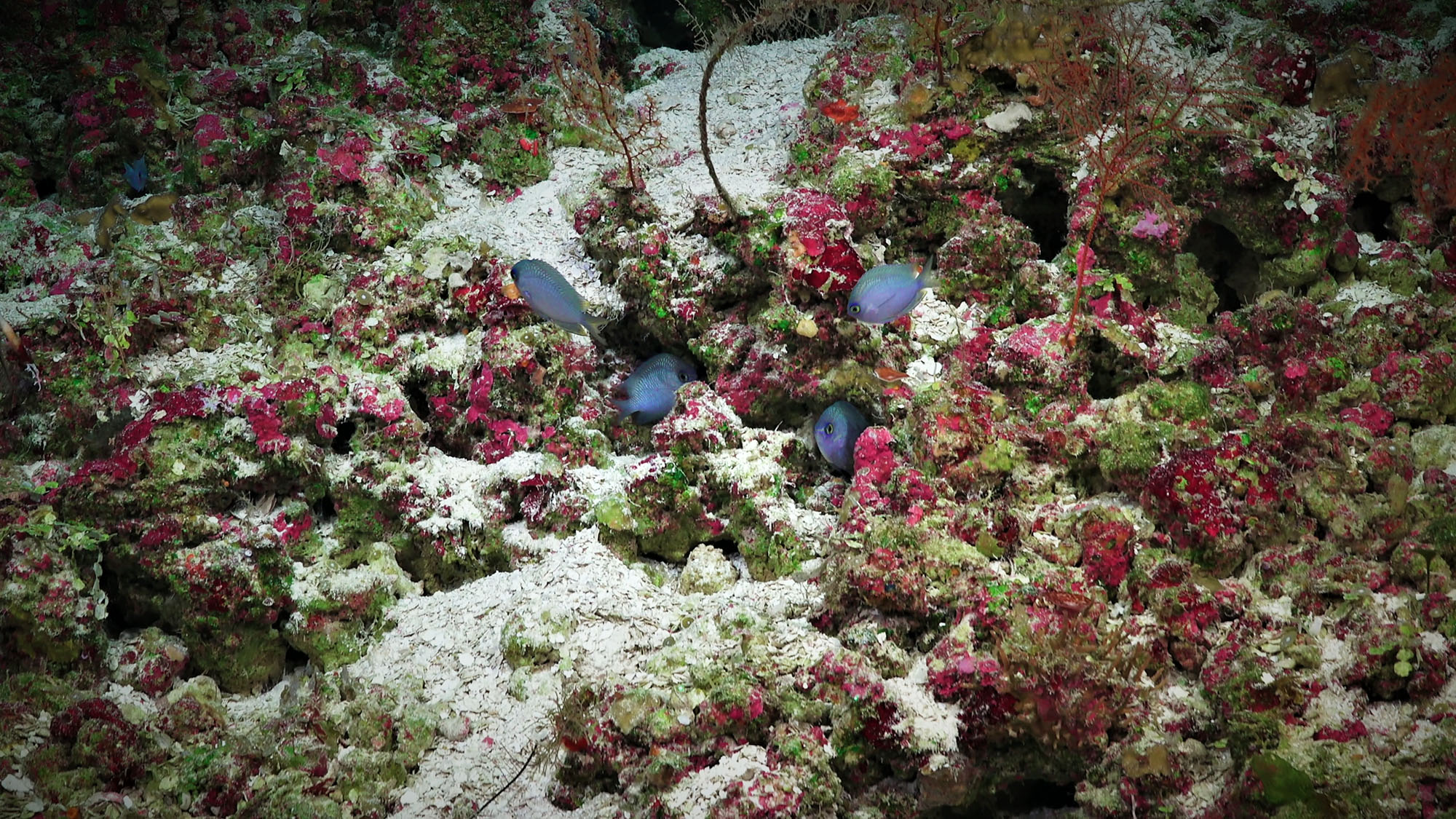 Seamounts, Canyons & Reefs of the Coral Sea - Schmidt Ocean Institute