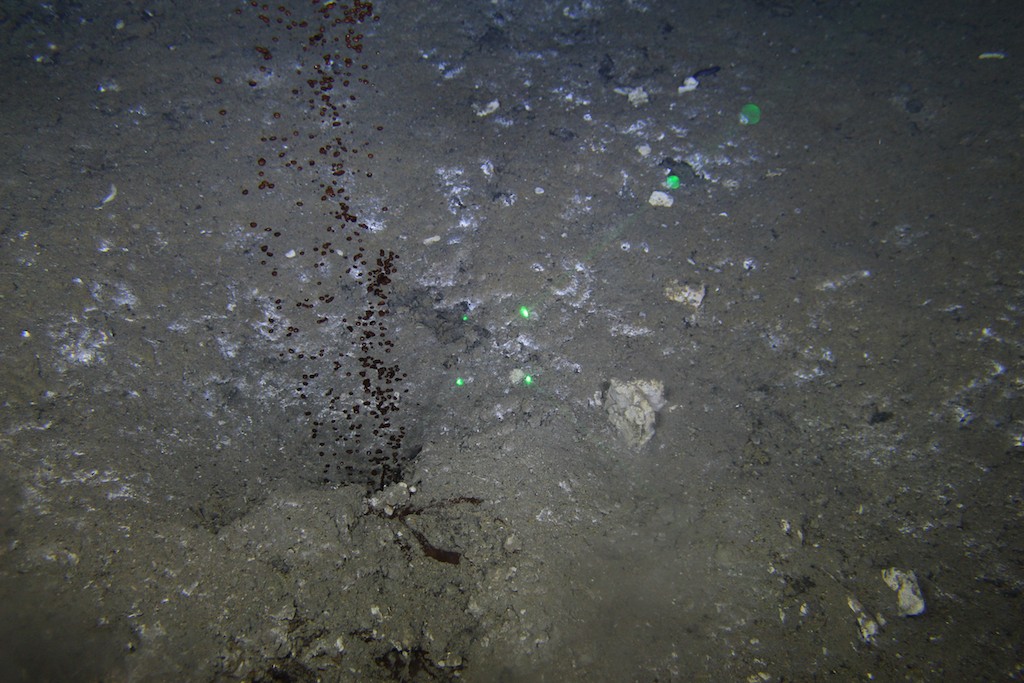 Diving on the Megaplume - Schmidt Ocean Institute