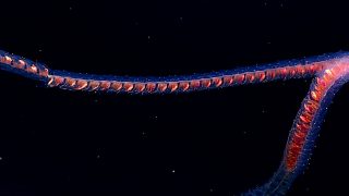 Creature Report: Siphonophores - Schmidt Ocean Institute