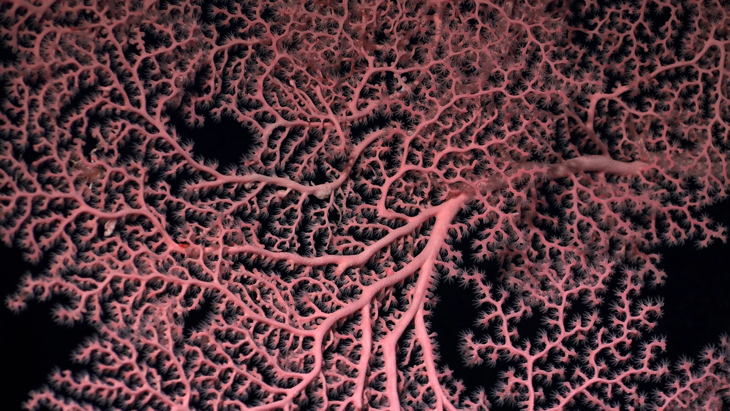 Collages of Corals - Schmidt Ocean Institute