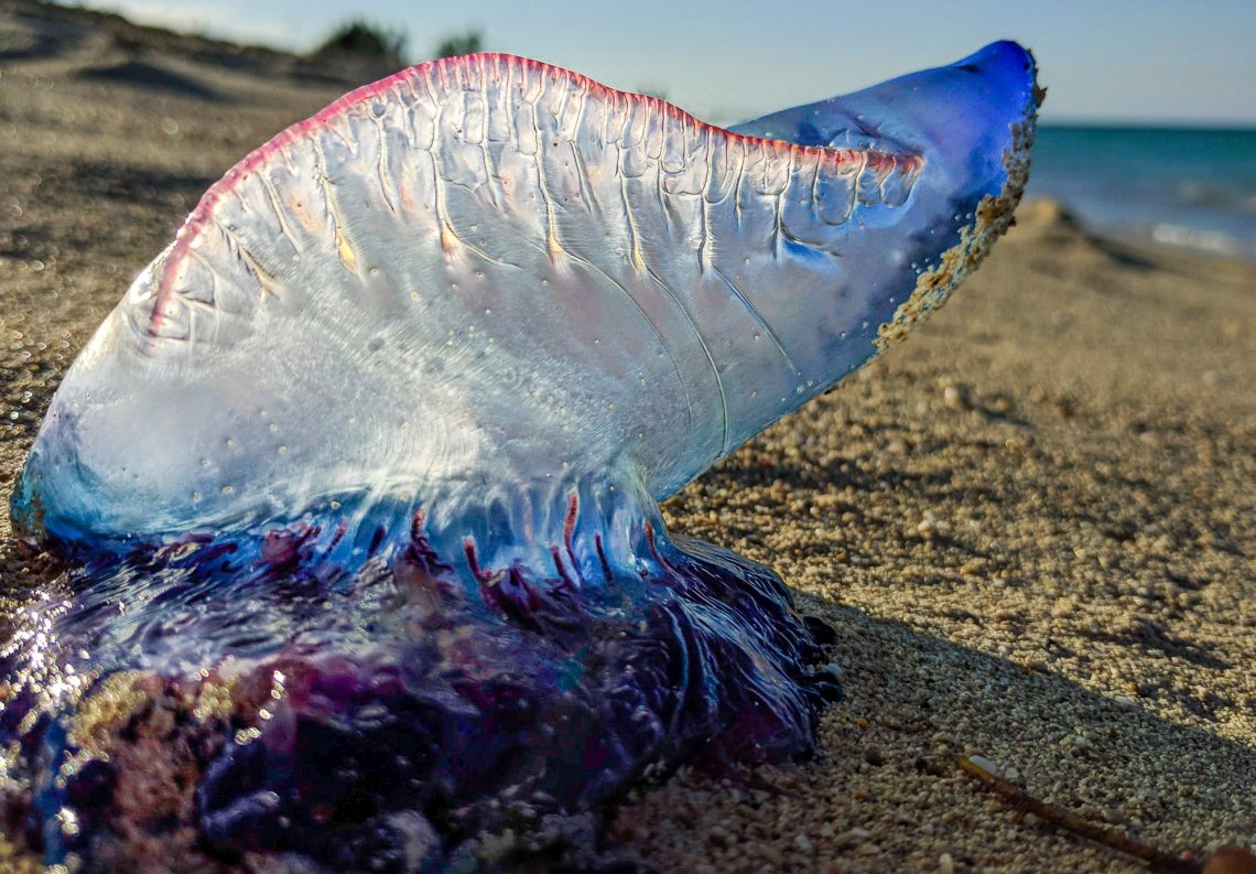 Creature Report: Siphonophores - Schmidt Ocean Institute