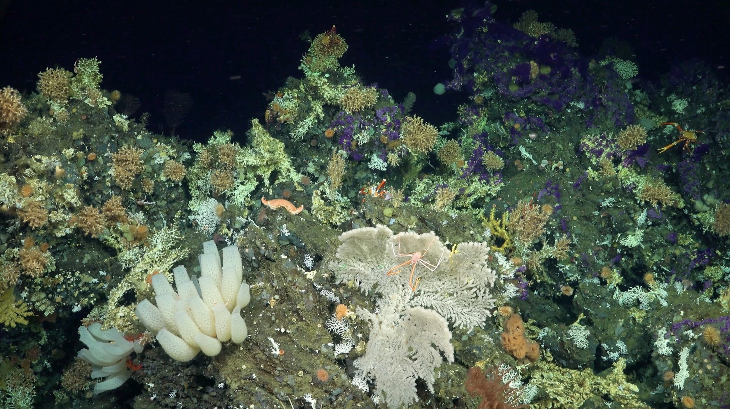 Vertical Reefs of the Galápagos | 4K ROV Highlights - Schmidt Ocean ...