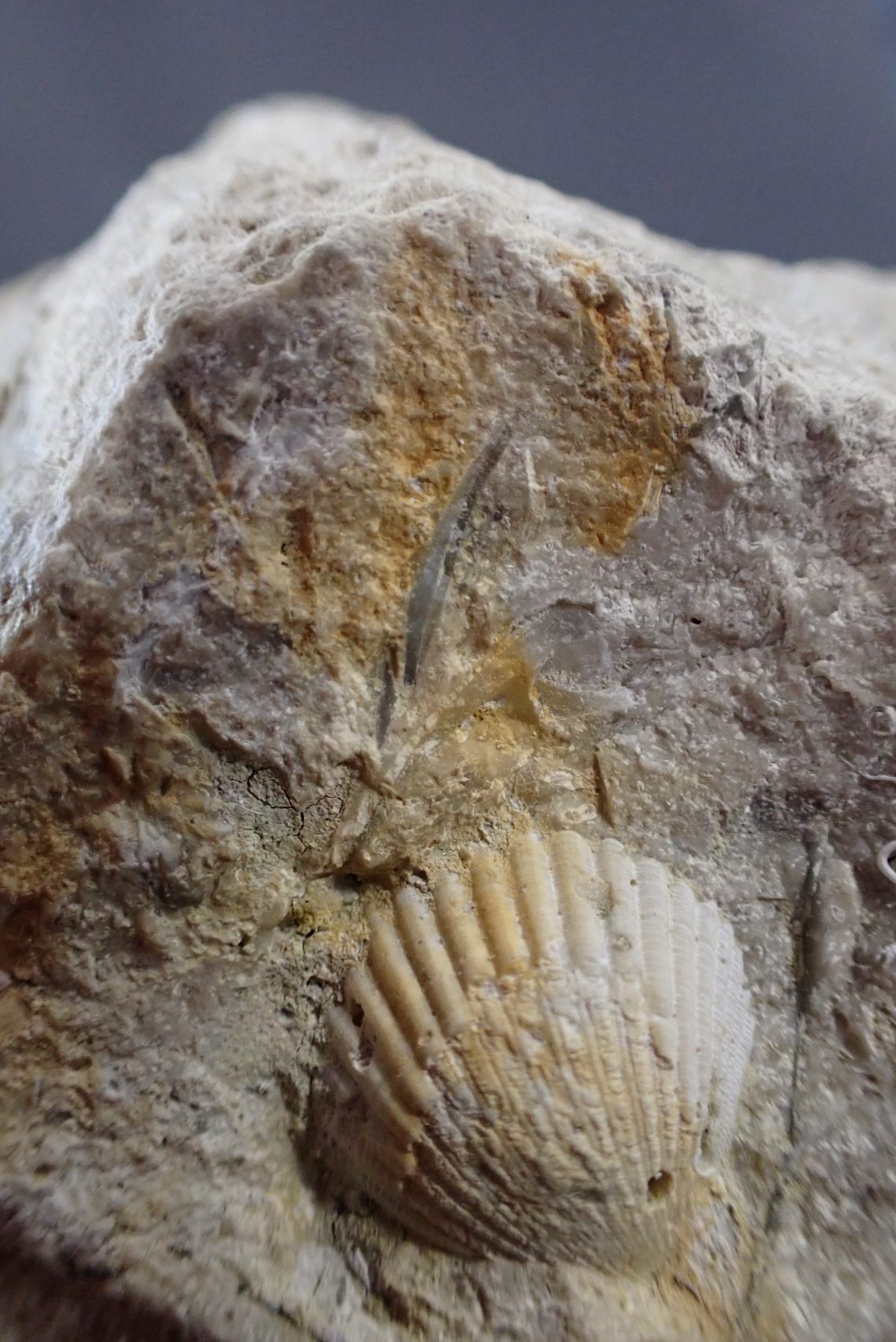 Recording Discovery - Schmidt Ocean Institute