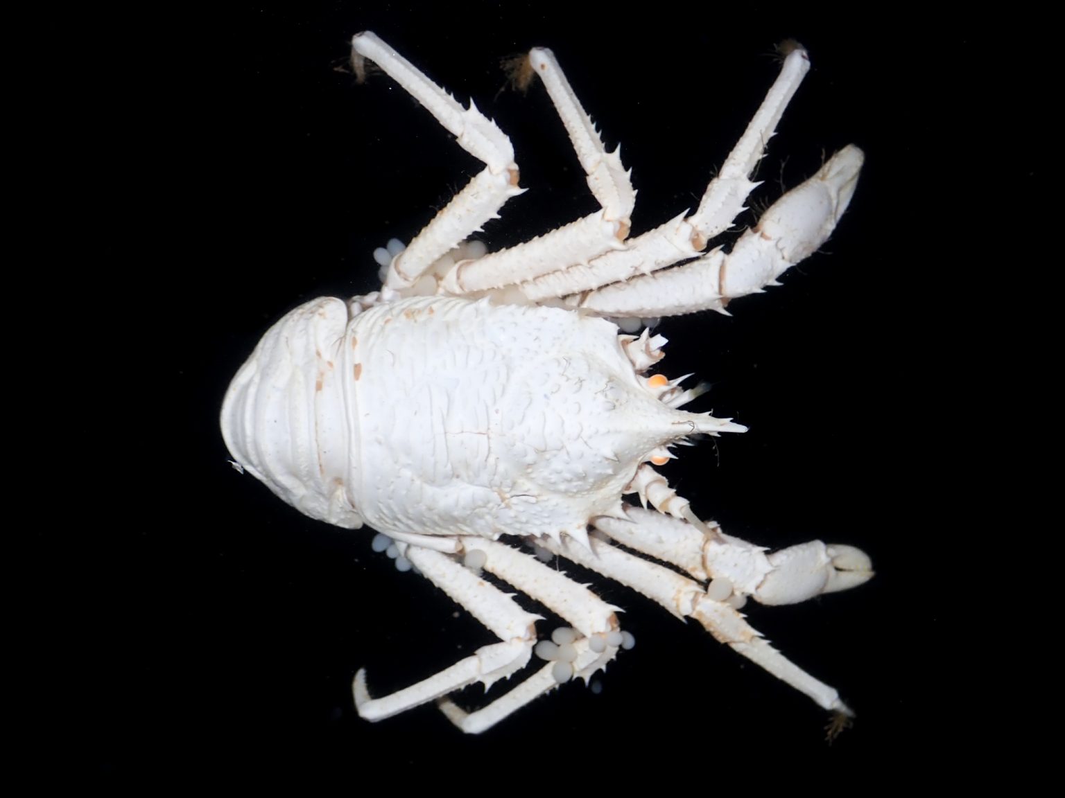 Barnacles Like You've Never Seen Before - Schmidt Ocean Institute