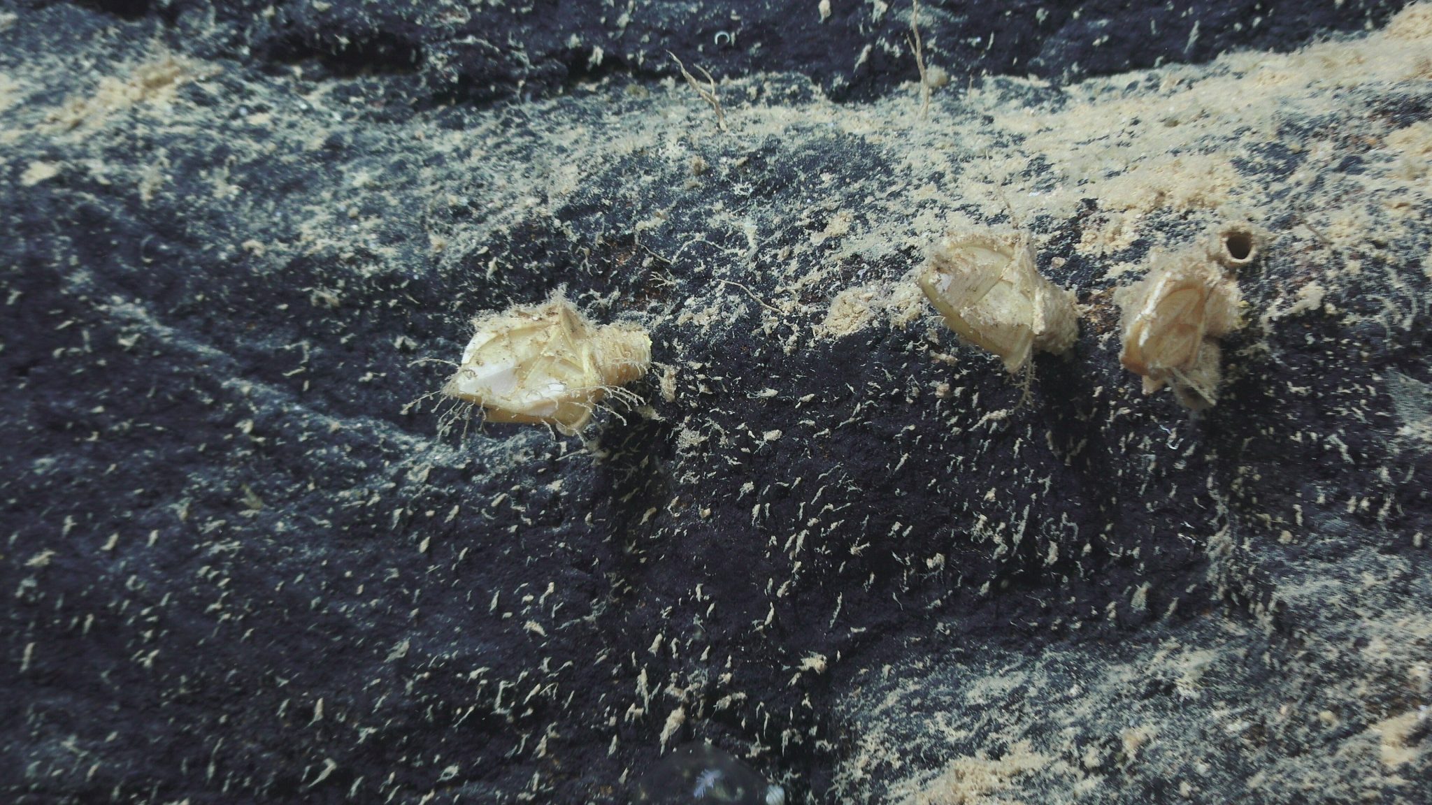 Barnacles Like You've Never Seen Before - Schmidt Ocean Institute