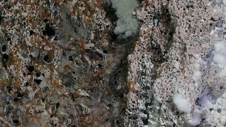 Otherworldly Mirror Pools, New Lifeforms, and Mesmerizing Landscapes ...