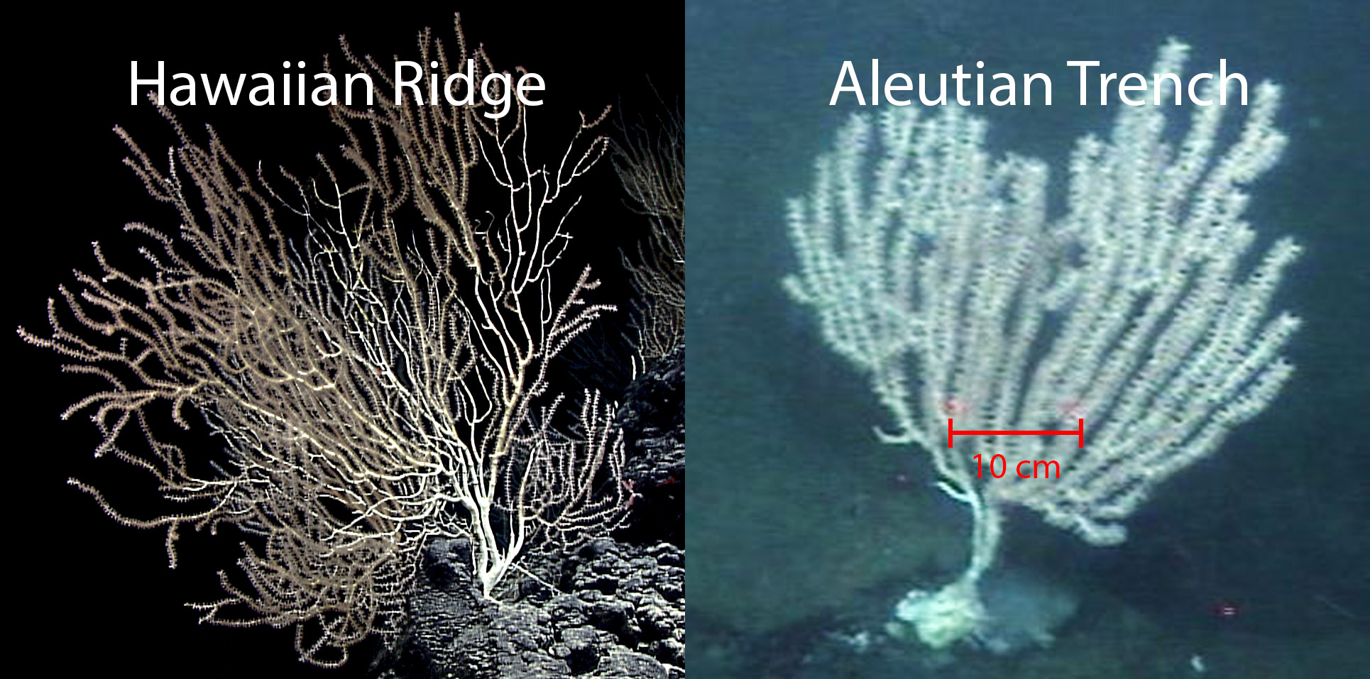 Five Things To Know About This Expedition - Schmidt Ocean Institute