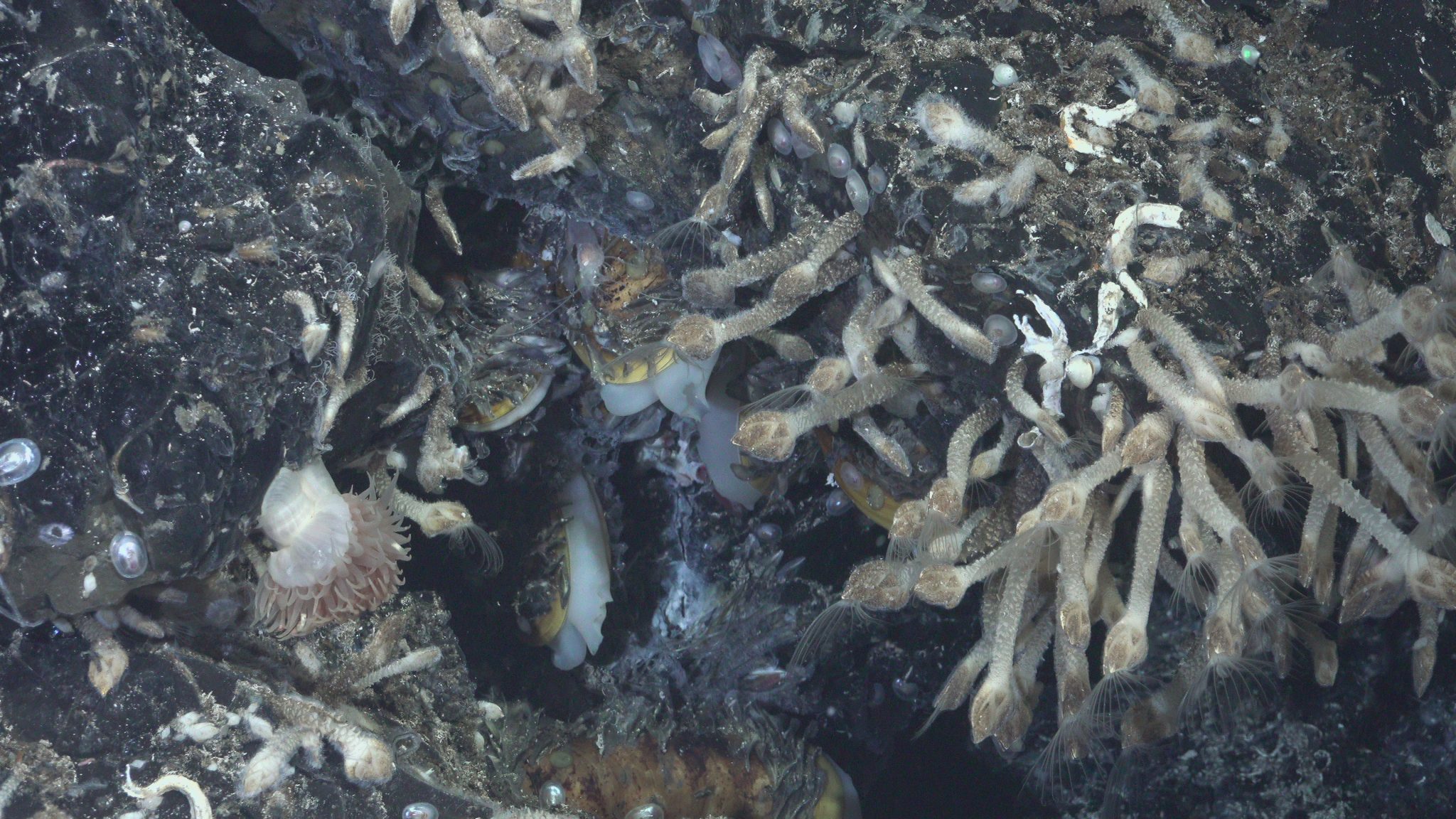 Succession and Diversity through Dispersal and Settlement - Schmidt ...