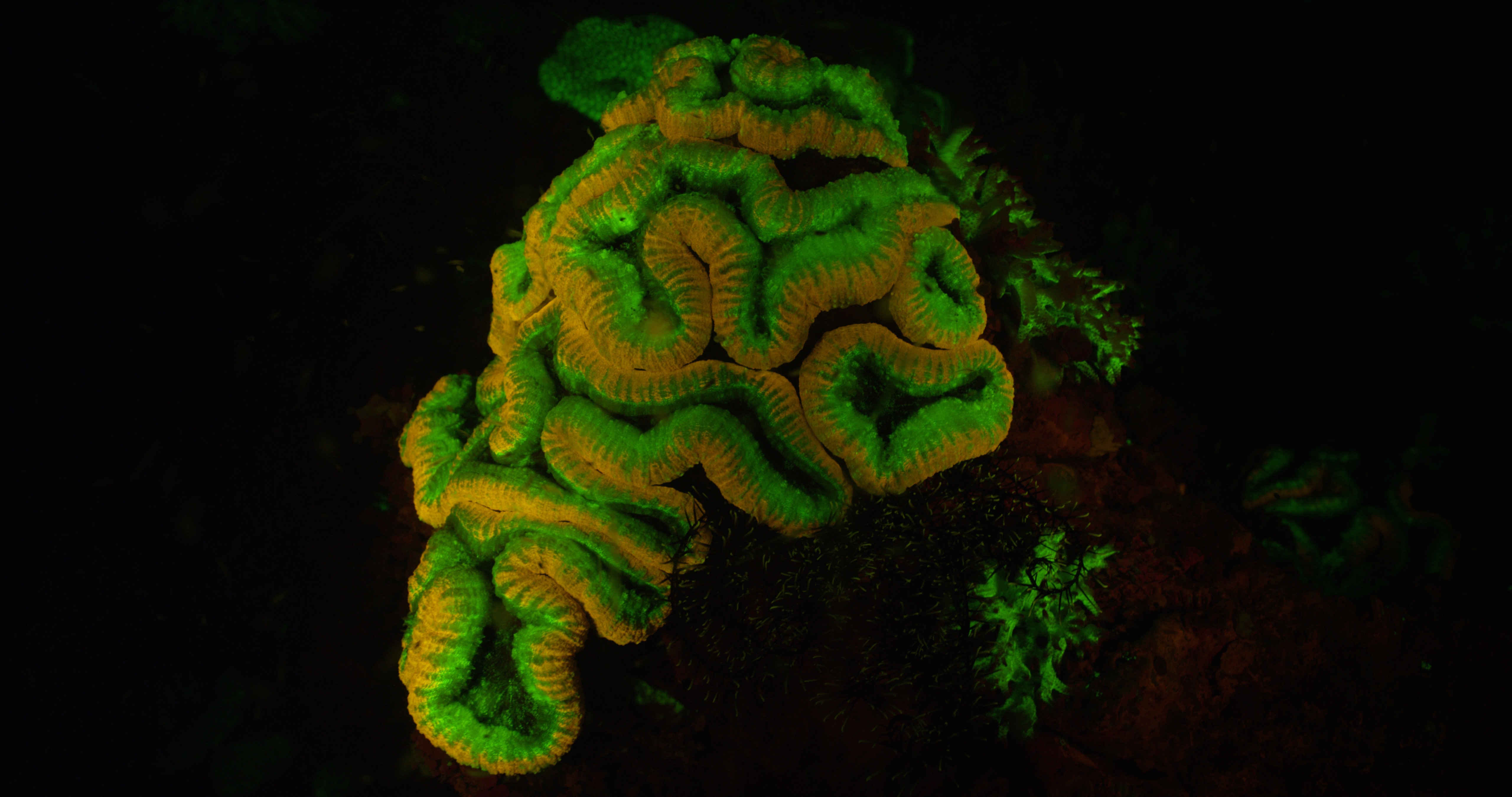 Setting sail for the Phoenix Islands - Schmidt Ocean Institute