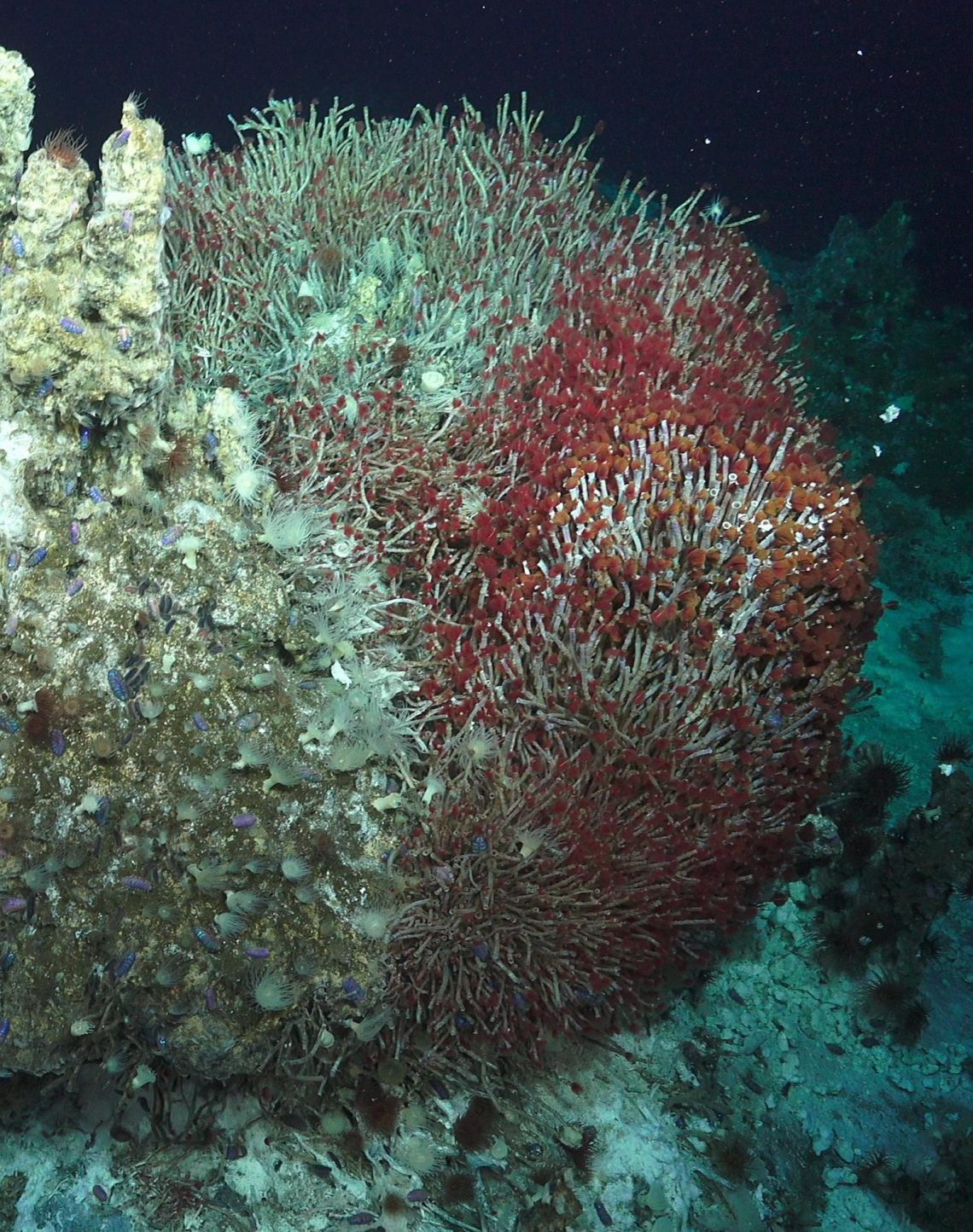 Deep Sea Alliances - Schmidt Ocean Institute