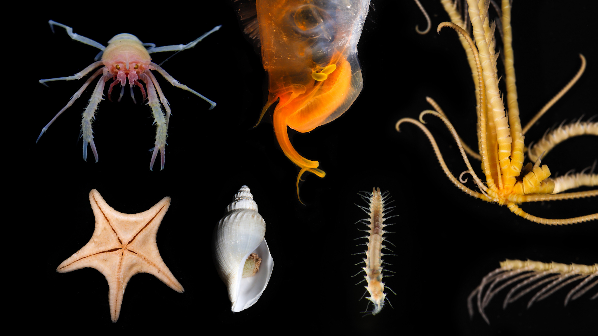 The Never-ending Question: What is it? - Schmidt Ocean Institute