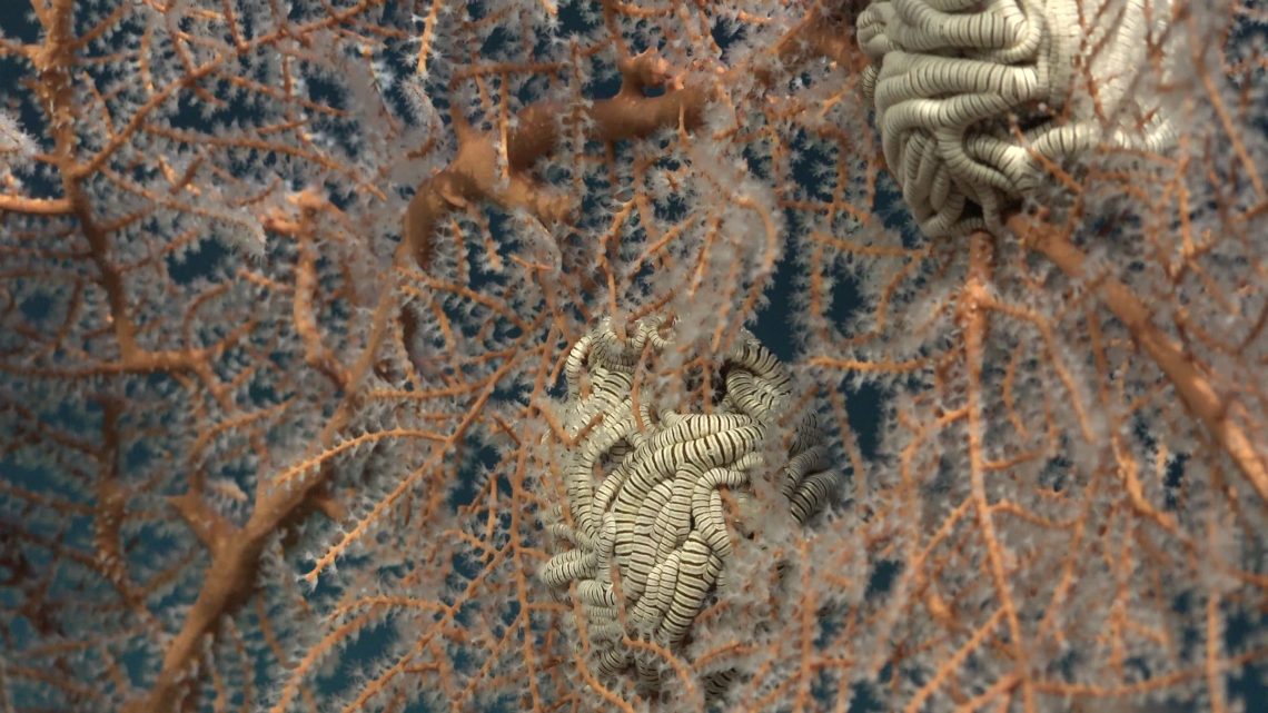 The Importance of Reactive Oxygen Species - Schmidt Ocean Institute