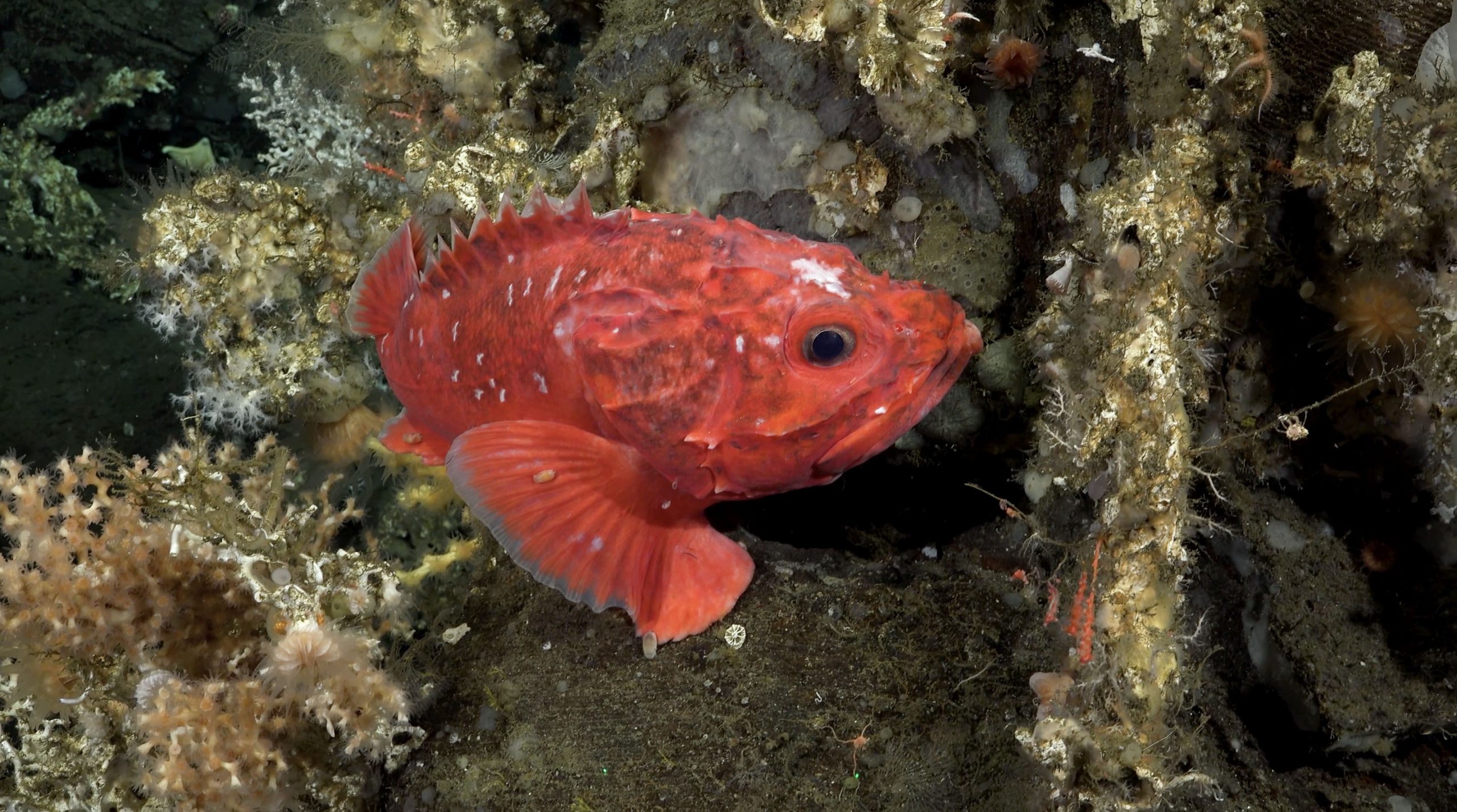 Studying Oxygen Minimum Zones | Video Update - Schmidt Ocean Institute