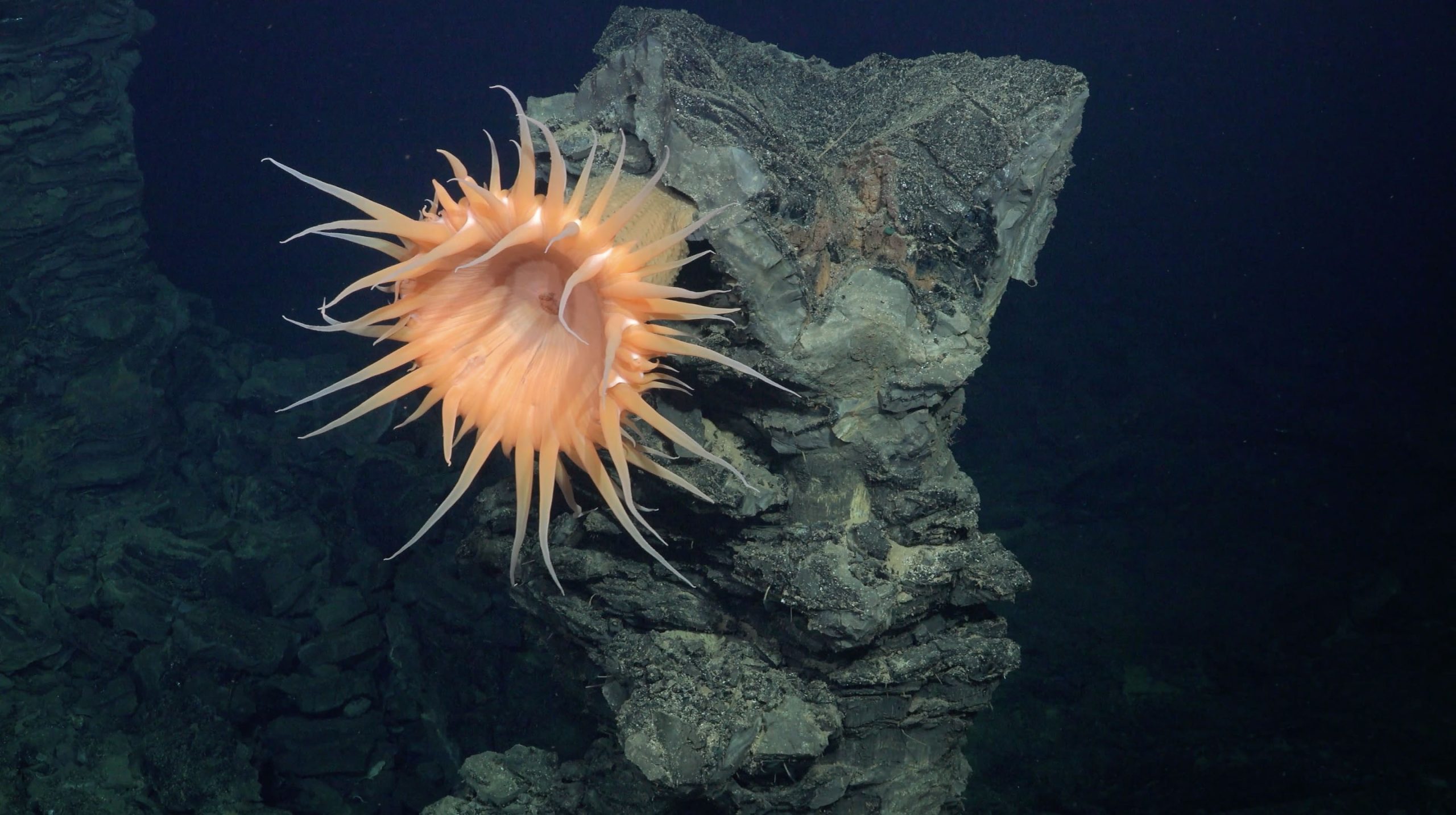 Overcoming Obstacles | Video Update - Schmidt Ocean Institute