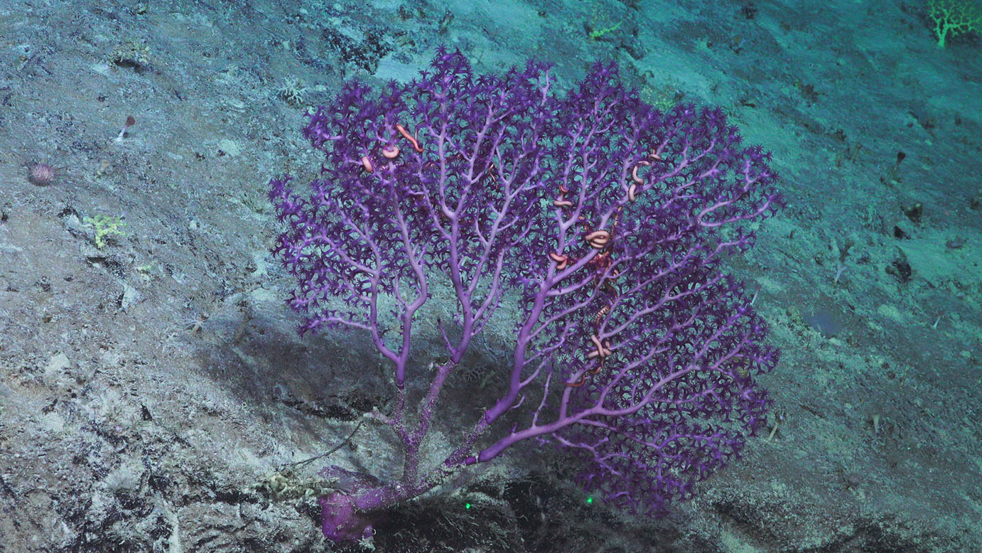 A tale of life or death and recovery ~ Science@Sea Seminar - Schmidt ...