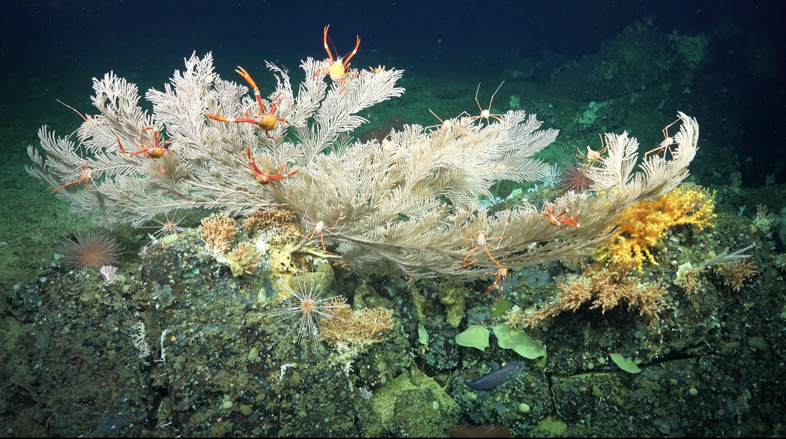 Scientists Discover Healthy Deep-Sea Coral Reef and New Seamounts in ...