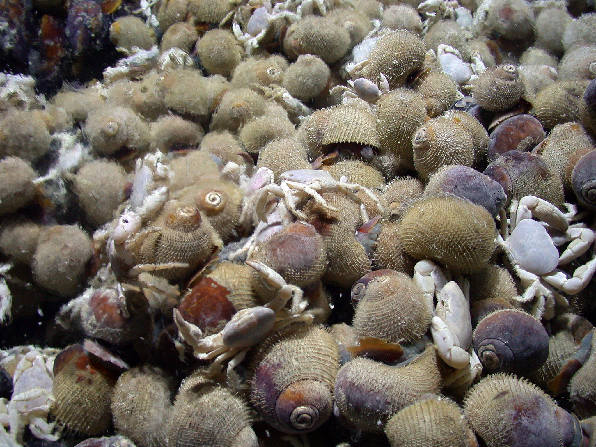 Living Together in the Deep Sea - Schmidt Ocean Institute