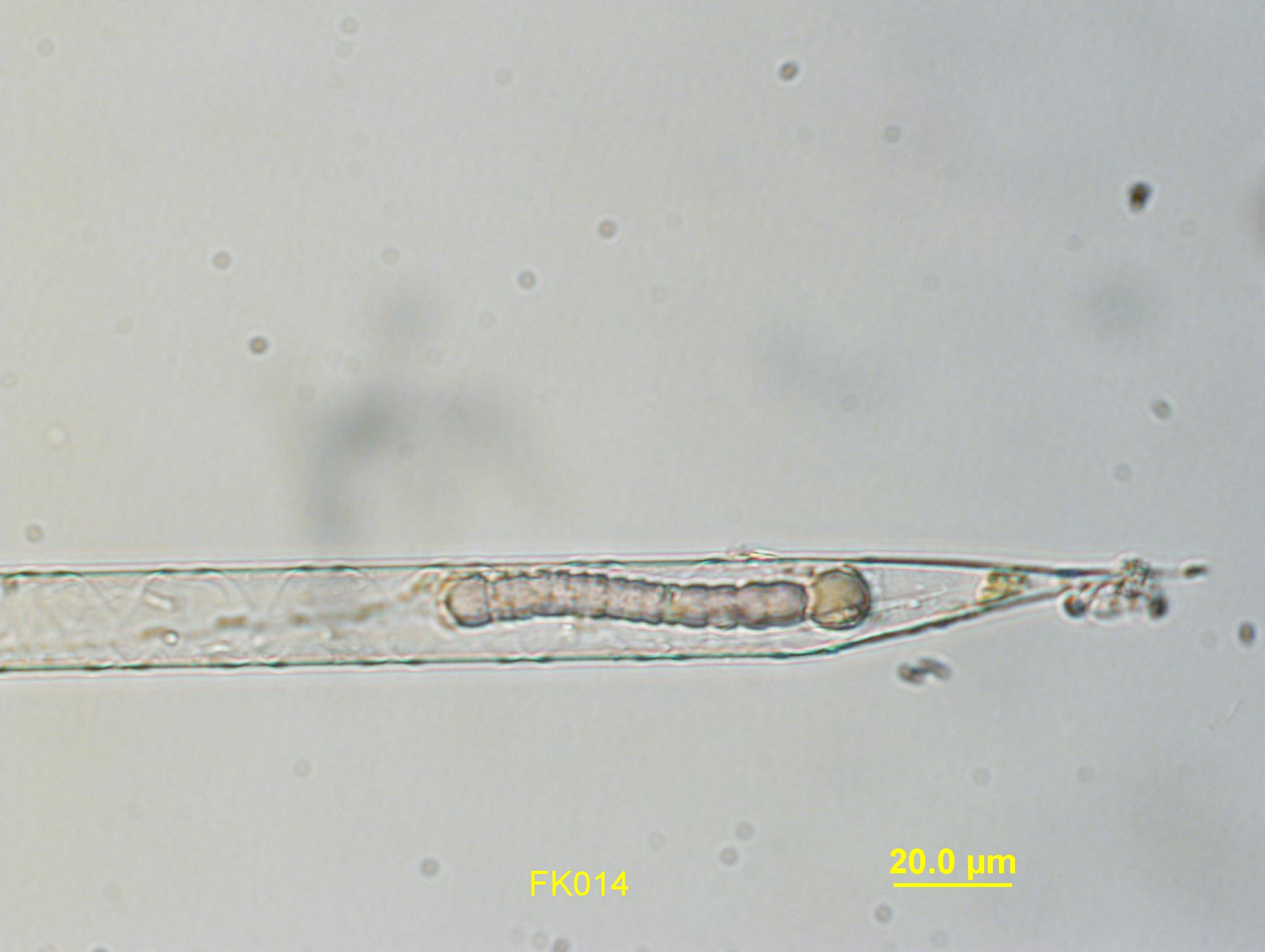 It is what it is - Searching for Symbiosis - Schmidt Ocean Institute
