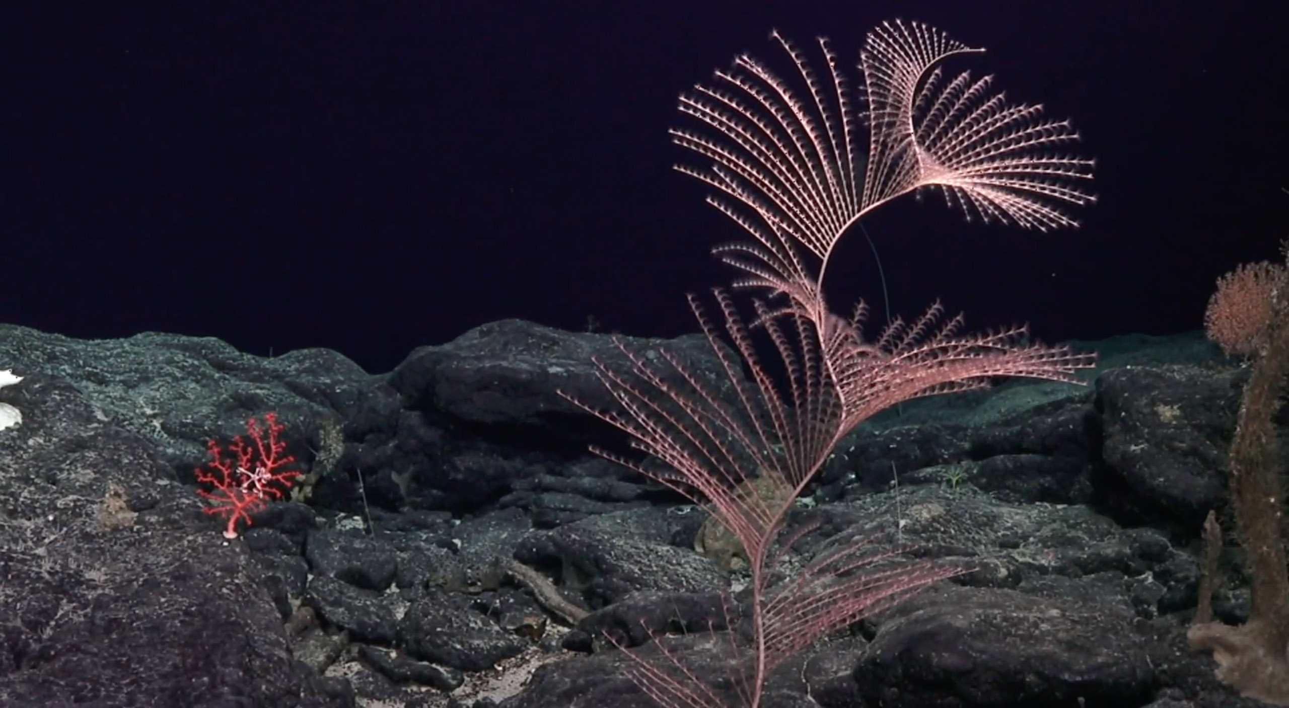 DNA and Coral Conservation - Video - Schmidt Ocean Institute