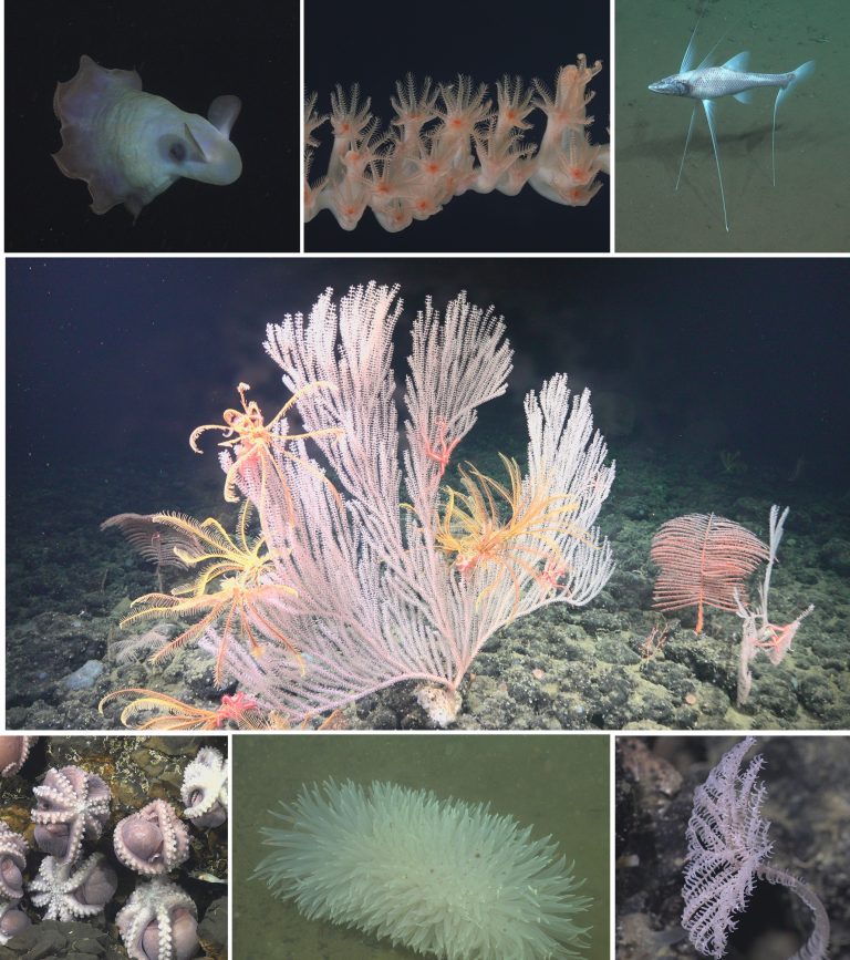 Deep-Sea Exploration in Latin America - Schmidt Ocean Institute