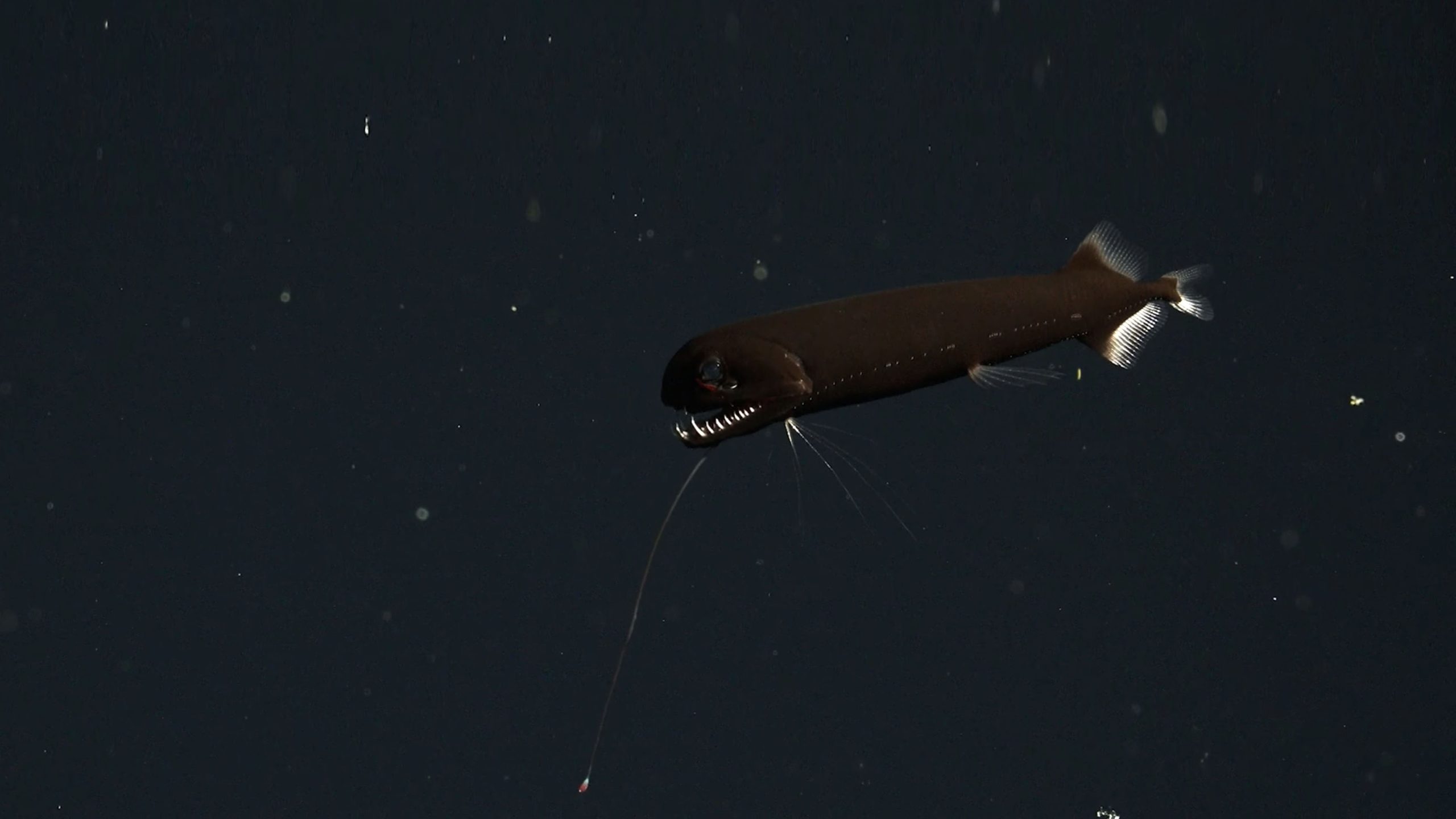 In the News - Winter 2023 - Schmidt Ocean Institute