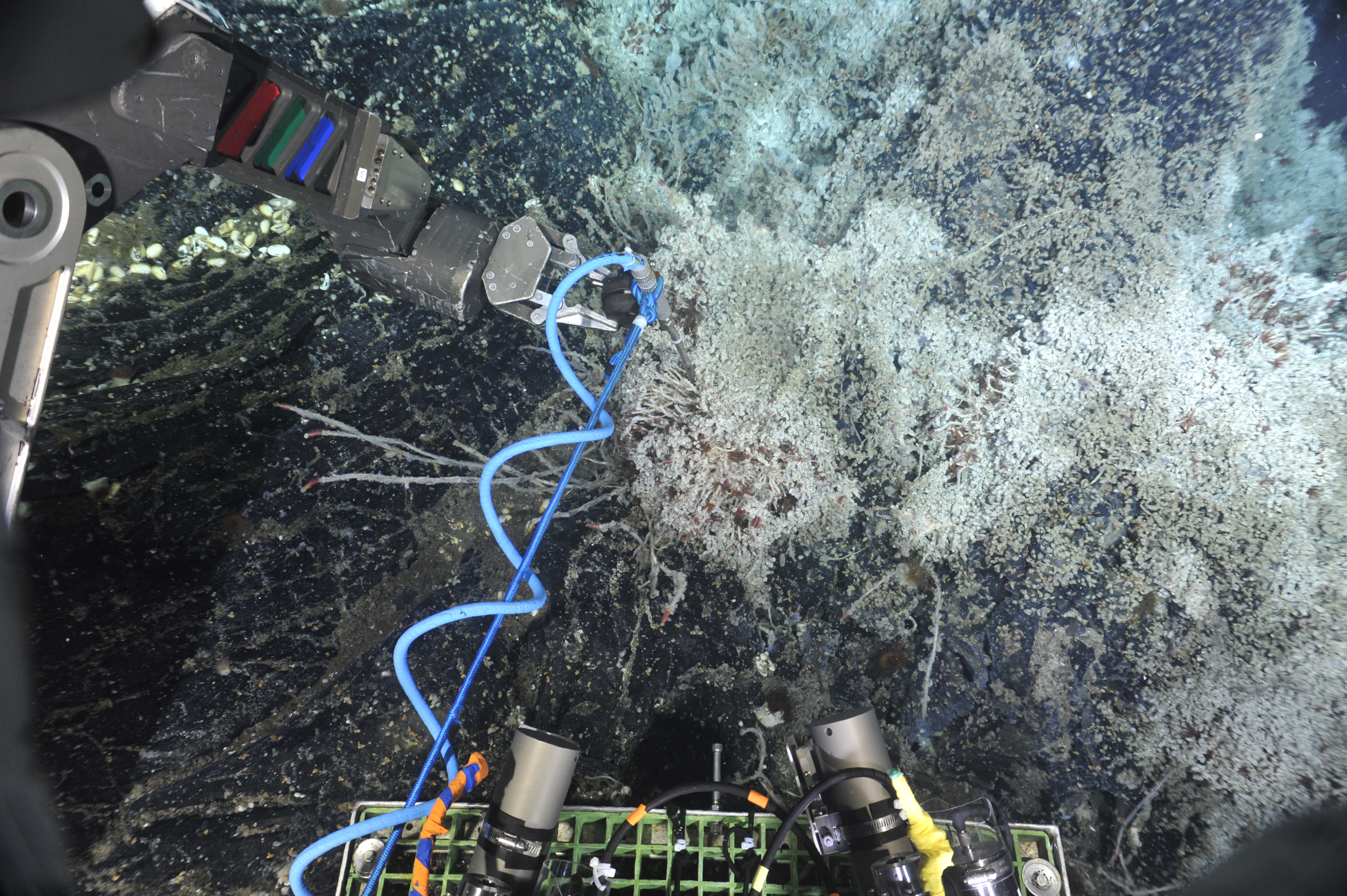 Axial Seamount - Schmidt Ocean Institute