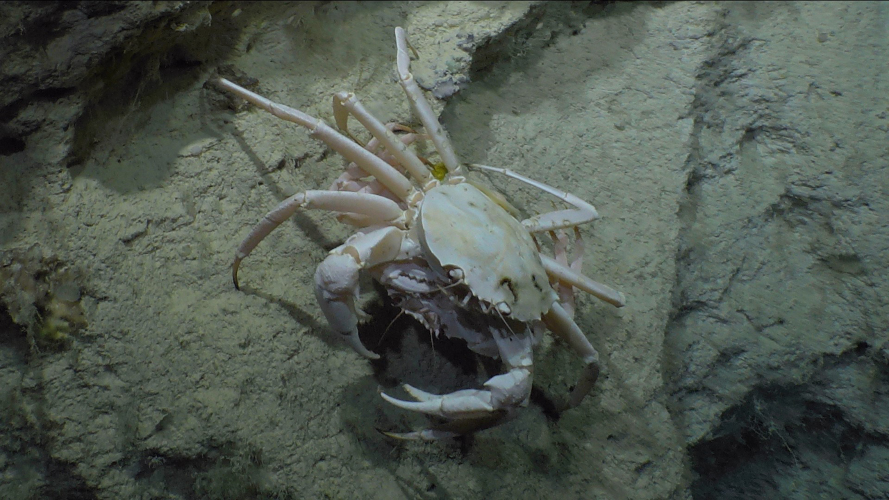 Perth Canyon - First Deep Exploration - Schmidt Ocean Institute