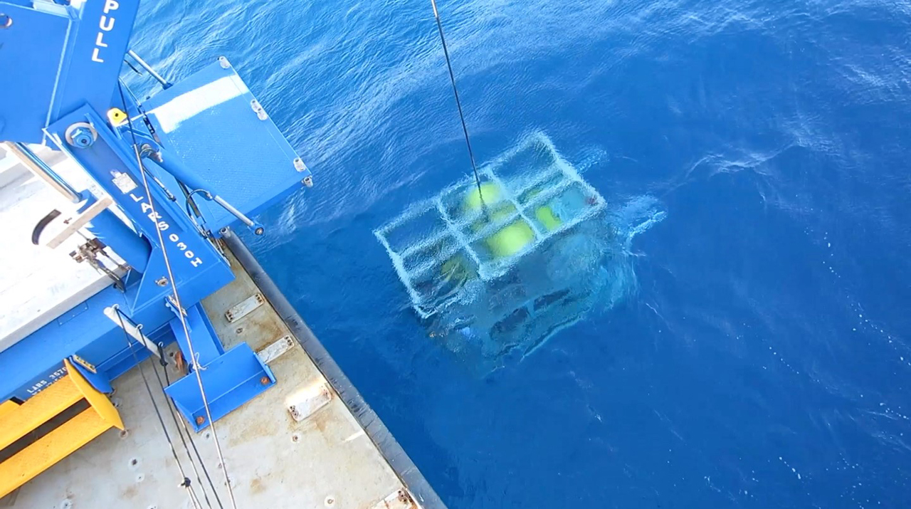 Perth Canyon - First Deep Exploration - Schmidt Ocean Institute