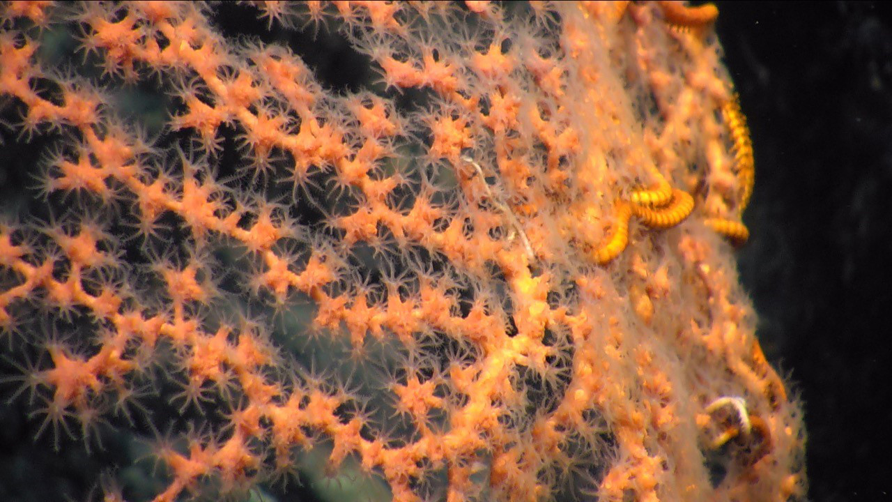 Perth Canyon - First Deep Exploration - Schmidt Ocean Institute