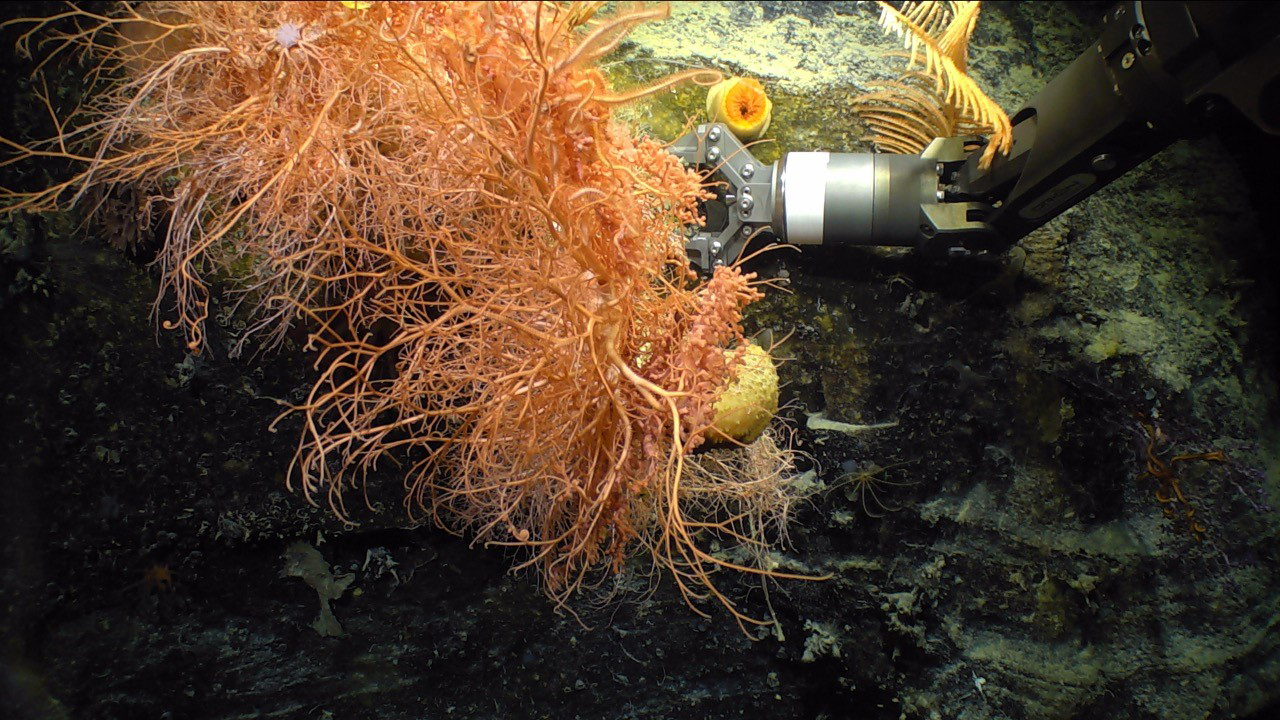 Perth Canyon - First Deep Exploration - Schmidt Ocean Institute