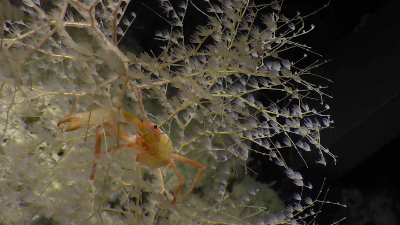 Perth Canyon - First Deep Exploration - Schmidt Ocean Institute