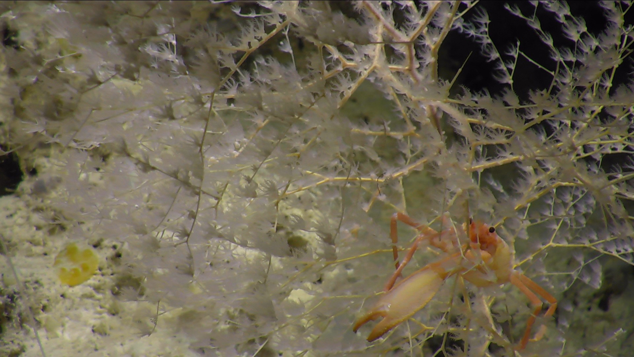 Perth Canyon - First Deep Exploration - Schmidt Ocean Institute