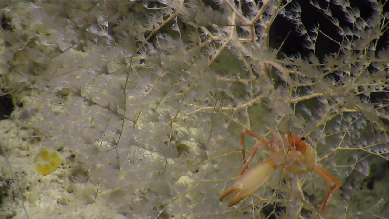 Perth Canyon - First Deep Exploration - Schmidt Ocean Institute