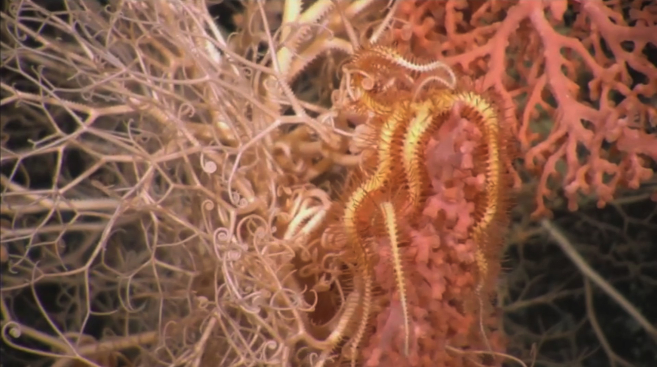 Perth Canyon - First Deep Exploration - Schmidt Ocean Institute