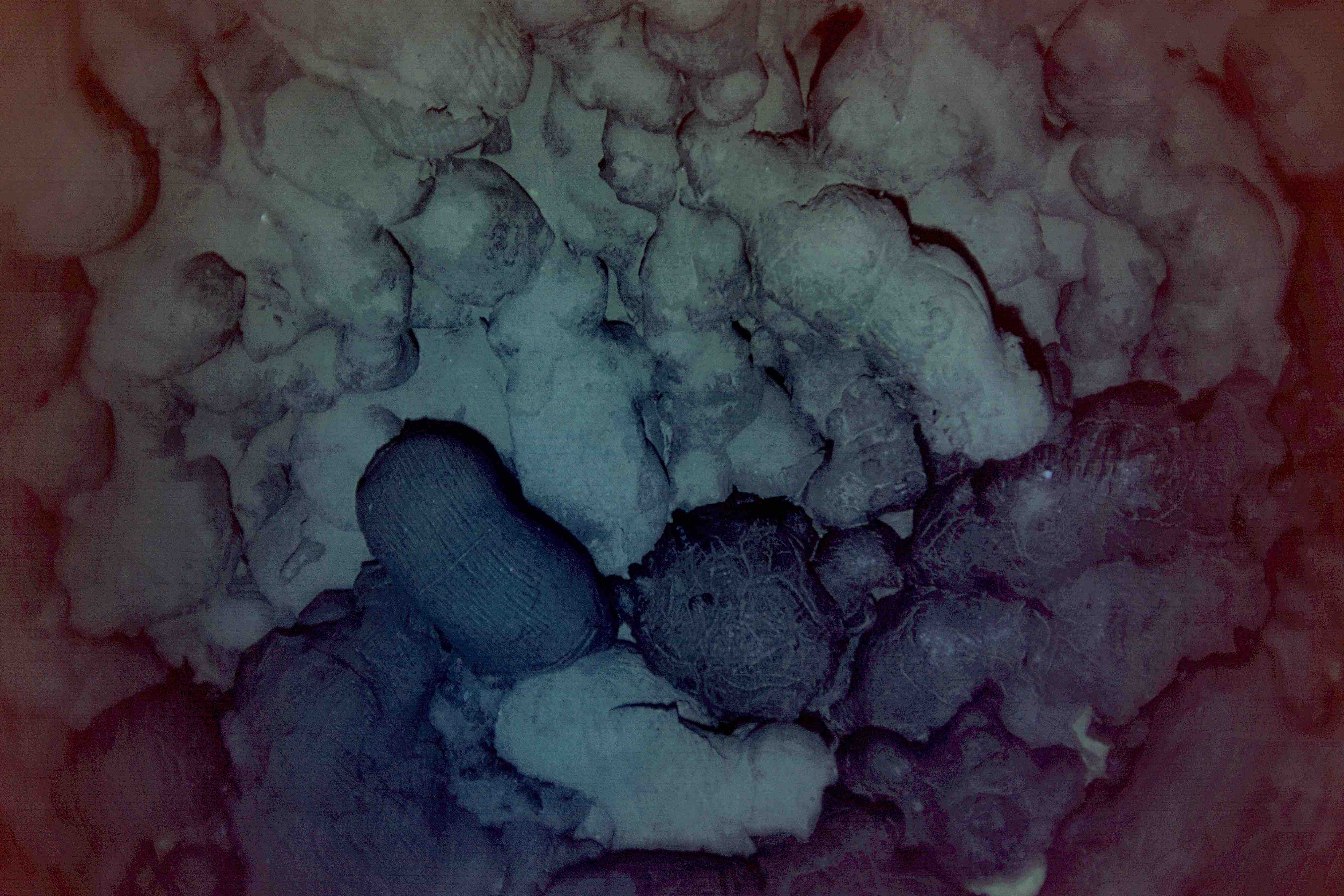 Surprise: Young Lava! - Schmidt Ocean Institute