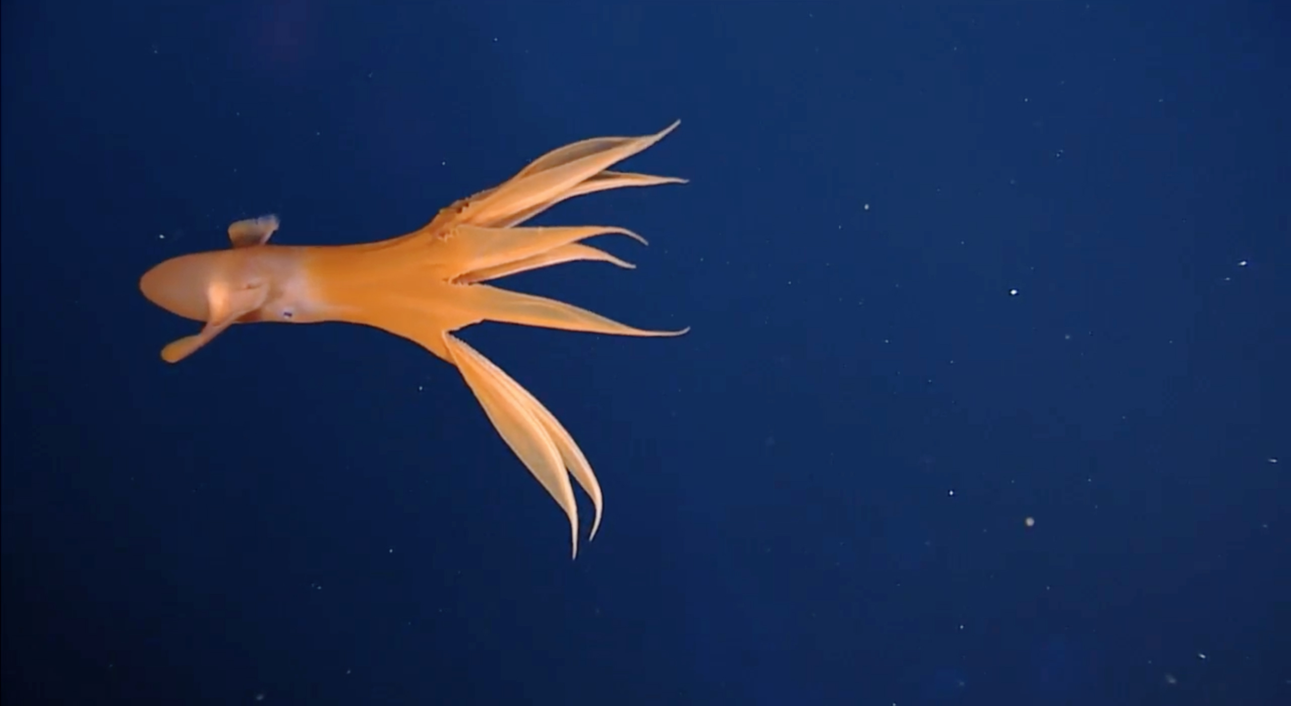 Ecosystem Dynamics Of Hydrothermal Vent Communities Cruises - Schmidt ...