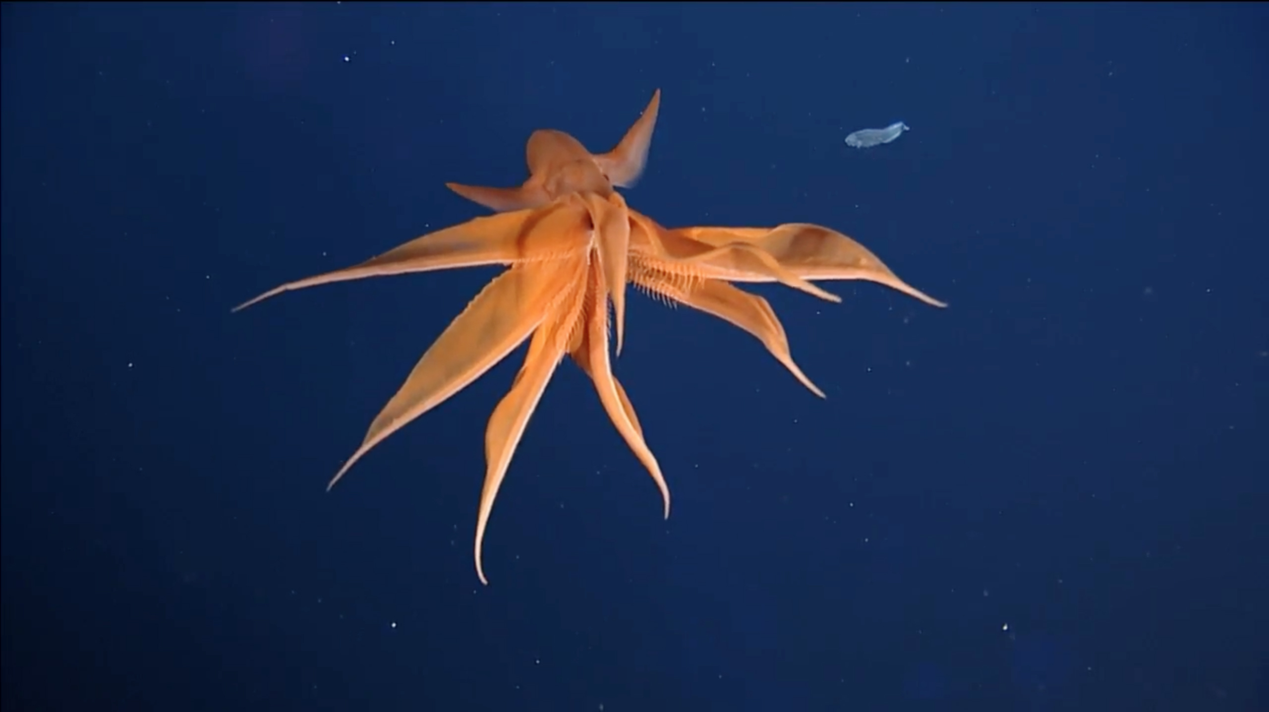 Ecosystem Dynamics Of Hydrothermal Vent Communities Cruises - Schmidt ...