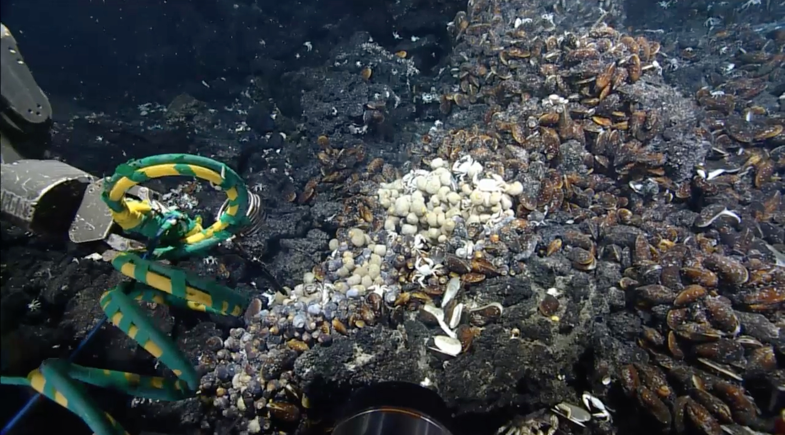 Ecosystem Dynamics Of Hydrothermal Vent Communities Cruises - Schmidt ...