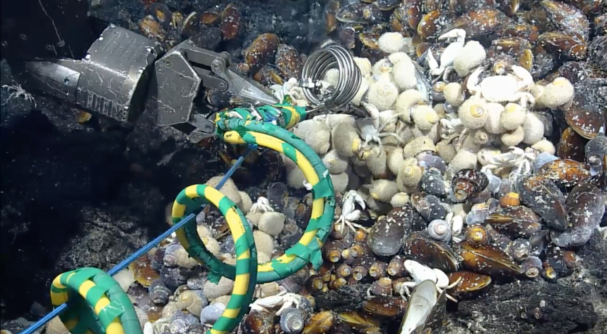 Ecosystem Dynamics Of Hydrothermal Vent Communities Cruises - Schmidt ...