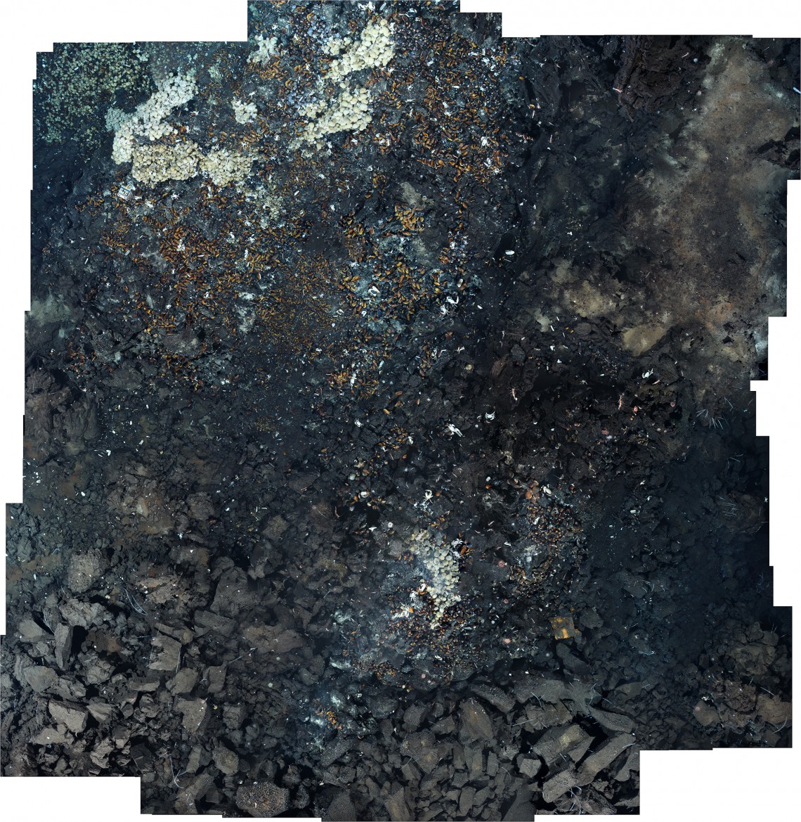 Imaging the Deep Sea - Schmidt Ocean Institute