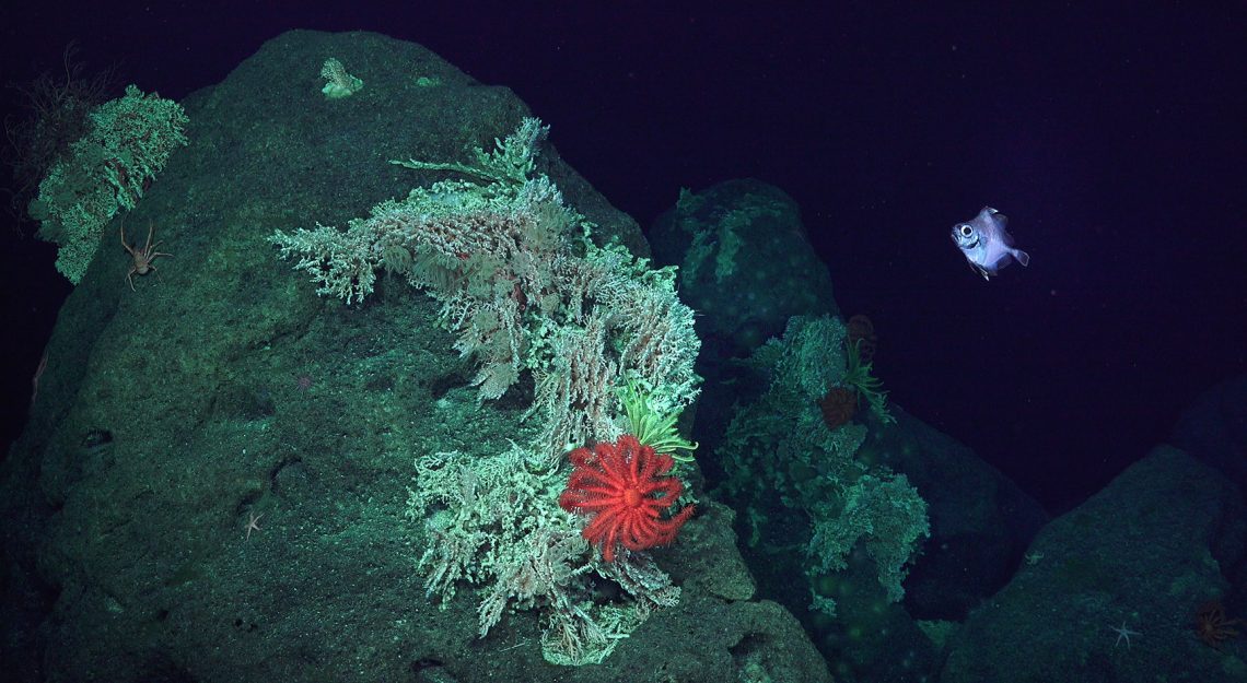 Vertical Reefs of the Galápagos - Schmidt Ocean Institute
