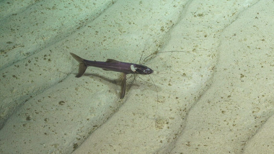 Deep Sea Fish of PIPA - Schmidt Ocean Institute