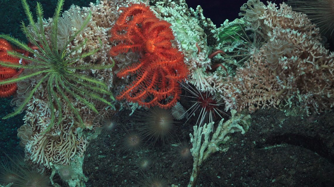 Discovering Deep-Sea Corals of the Phoenix Islands 2 - Schmidt Ocean ...