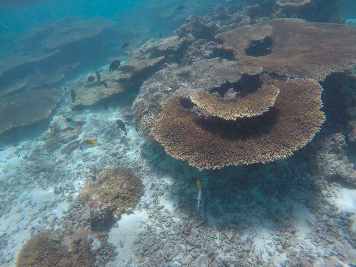 Illuminating Coral Environments from Shallow to Deep - Schmidt Ocean ...