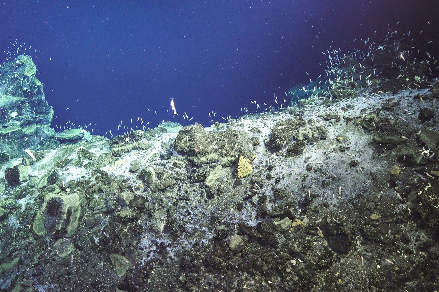 Schmidt Ocean Institute 2024 Expeditions - Schmidt Ocean Institute