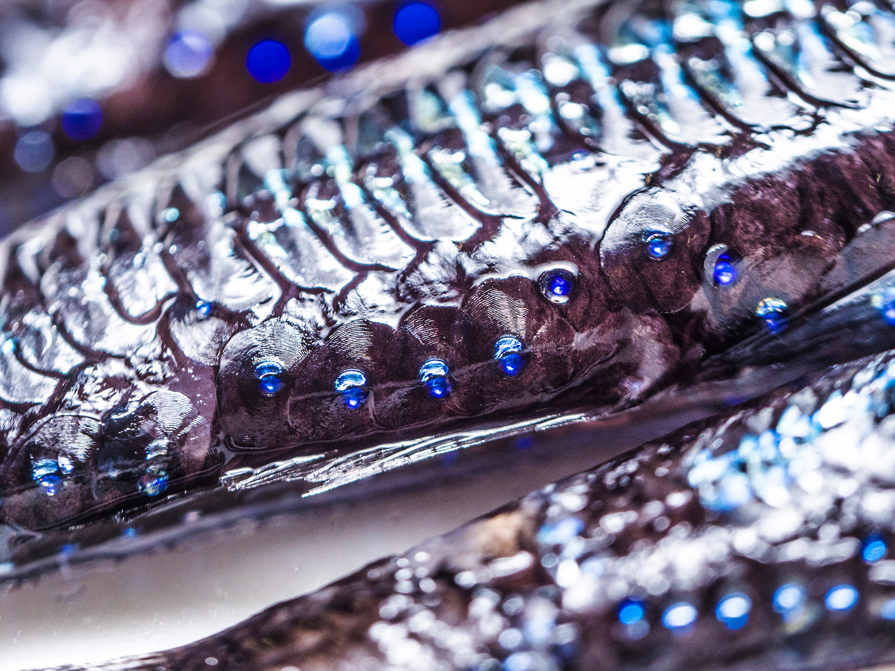 The Peanut Butter Layer - Schmidt Ocean Institute