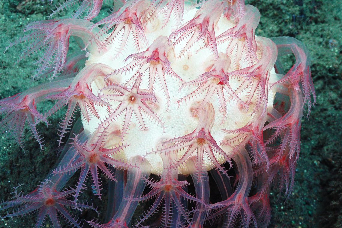 Schmidt Ocean Institute 2019 Expeditions - Schmidt Ocean Institute