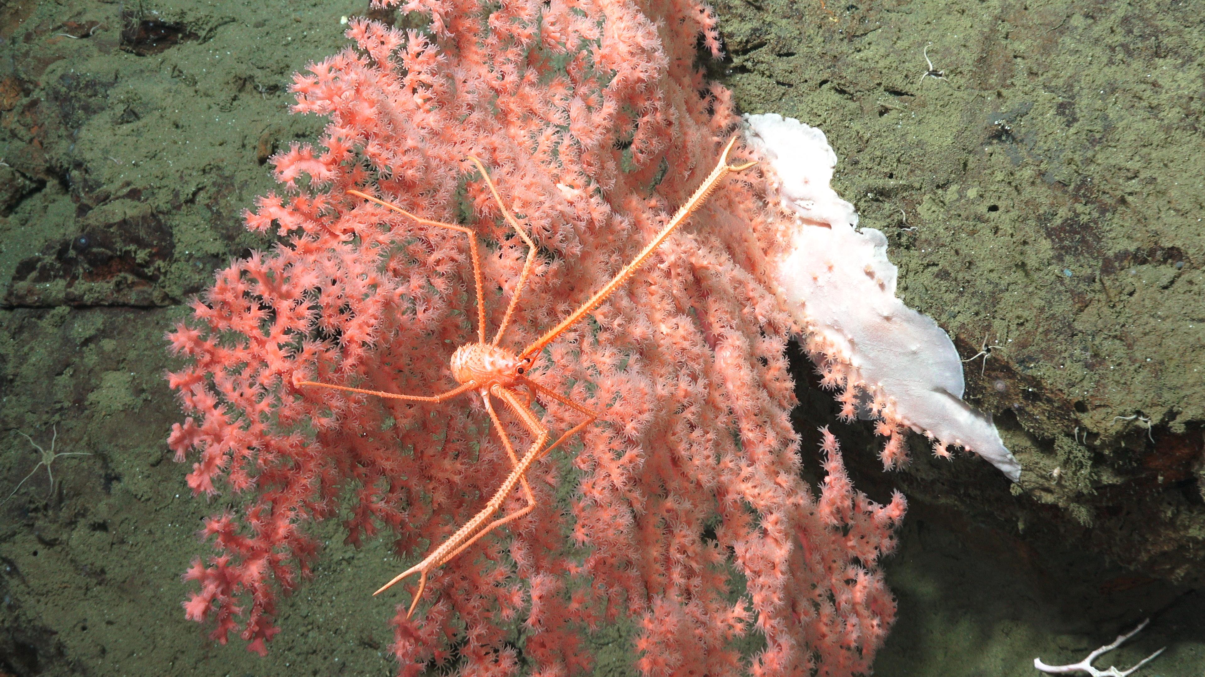 New Approaches To Autonomous Exploration At The Costa Rican Shelf Break ...