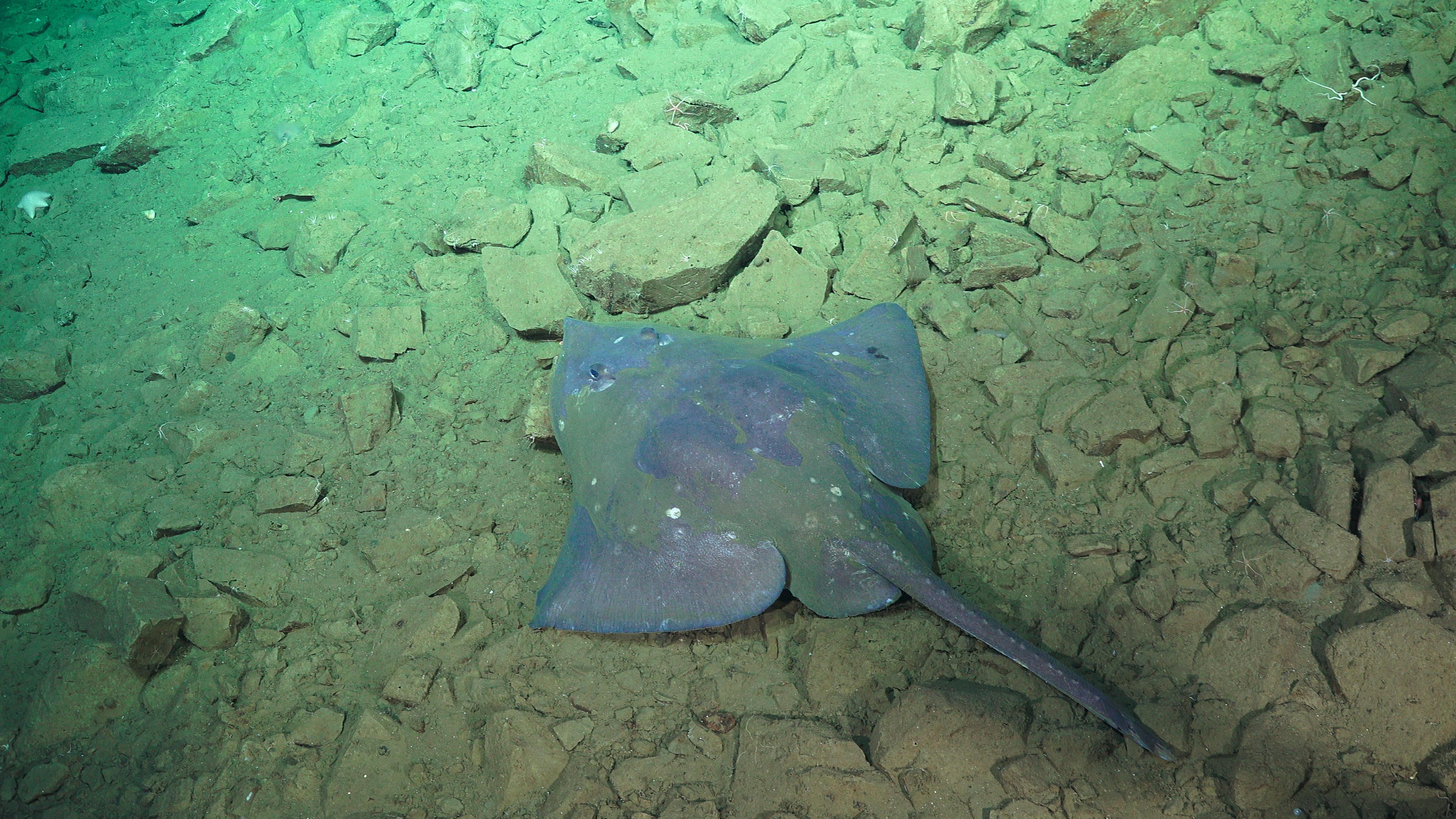 New Approaches To Autonomous Exploration At The Costa Rican Shelf Break ...